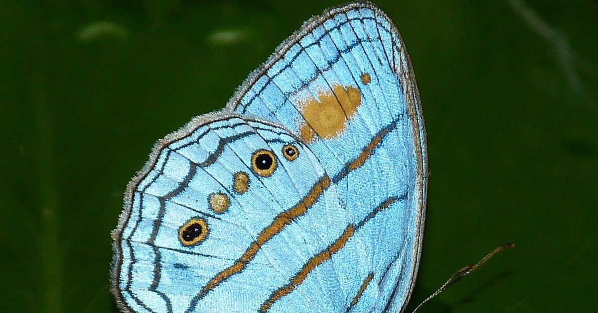 Species New to Science: [Entomology • 2017] Remarkable Sexual ...