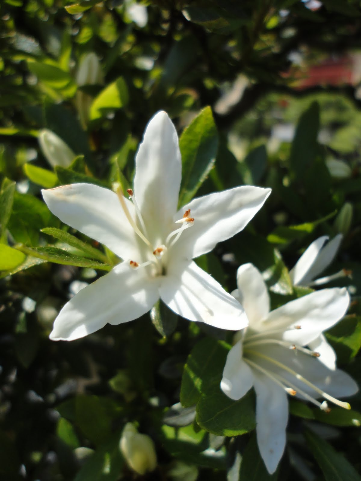 Bonsai Blog of Sándor Papp: SATSUKI BONSAI FLOWERS