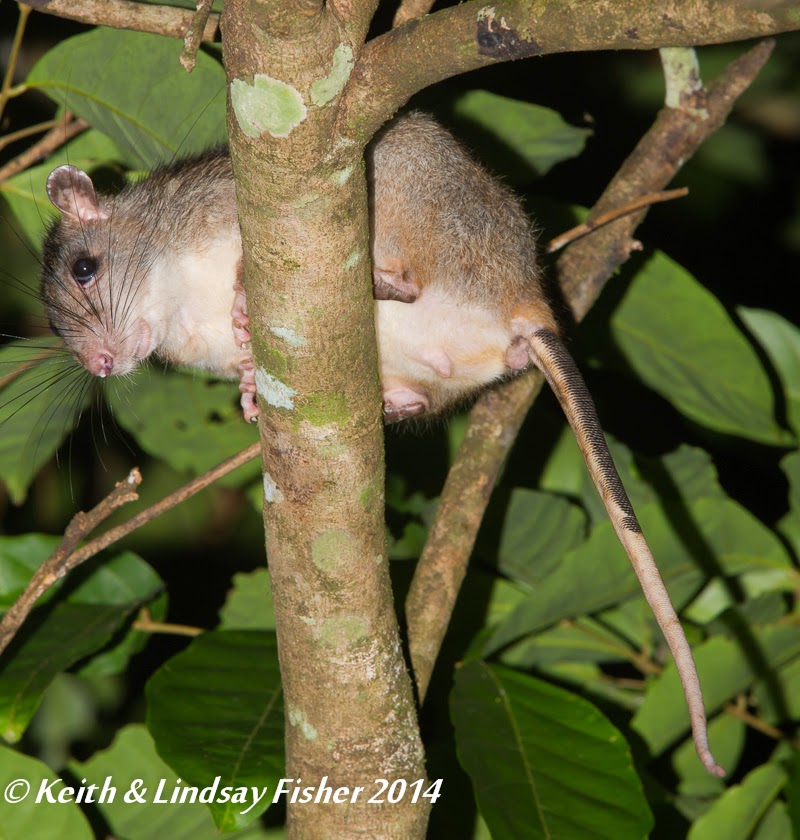 Kingfisher Park Birdwatchers Lodge (old): 10th August 2014 Kingfisher ...
