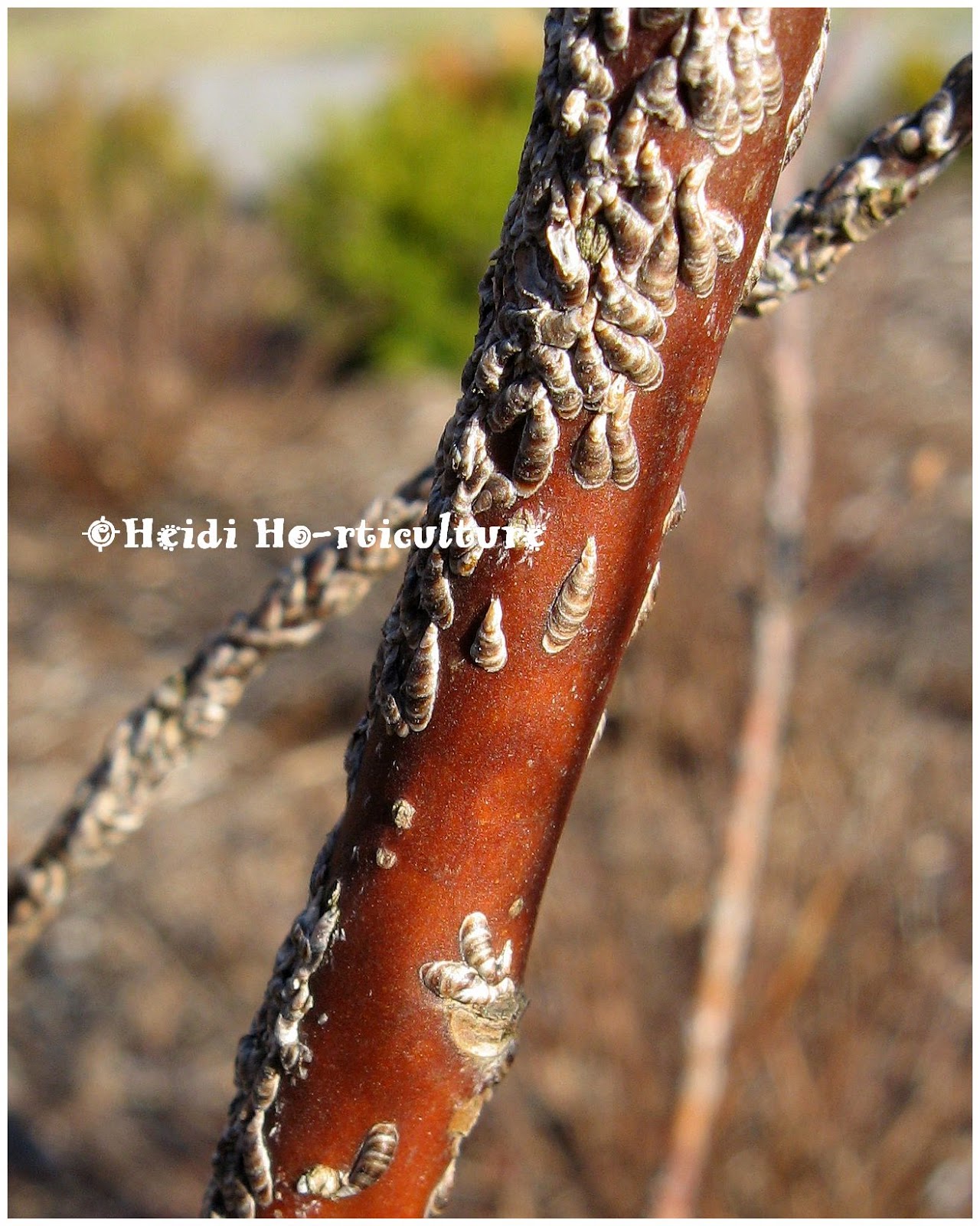 Heidi Horticulture: Oyster Scale - Lepidosaphes ulmi