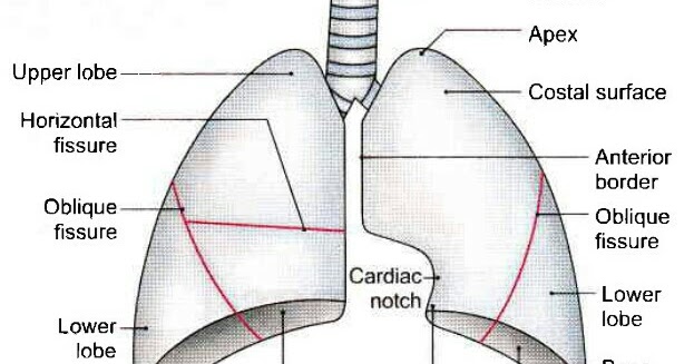 Lungs Anatomy
