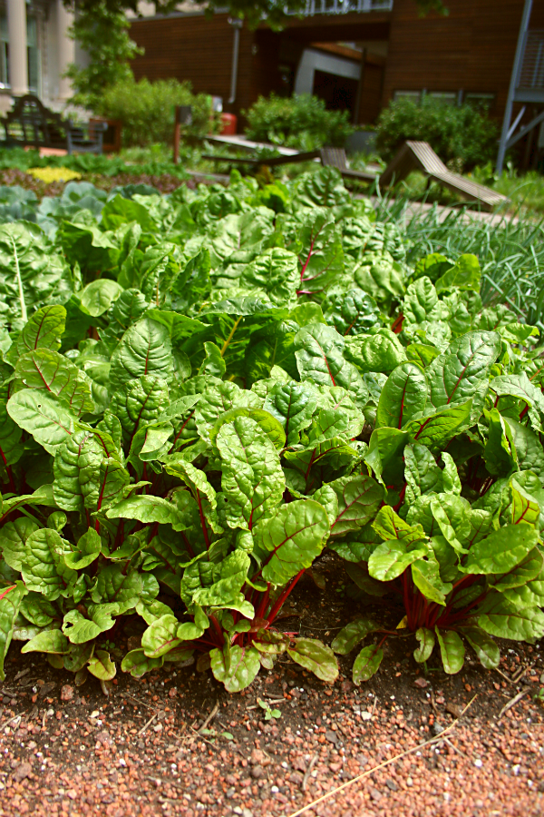 Fall Vegetable Gardening: What to Plant in September : MrBrownThumb