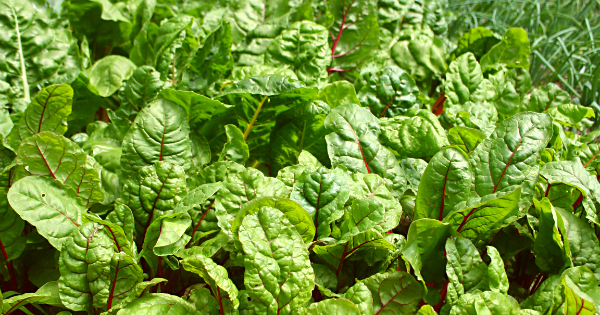 Fall Vegetable Gardening: What to Plant in September : MrBrownThumb