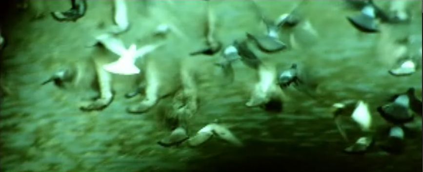 PMDb - The Pigeon Movie Database: Training Day: what do you see when ...