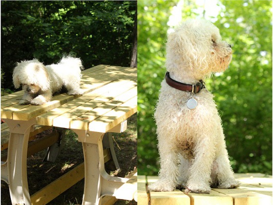 Rory in the Country - PAWSH MAGAZINE | A New Breed of Dog Magazine