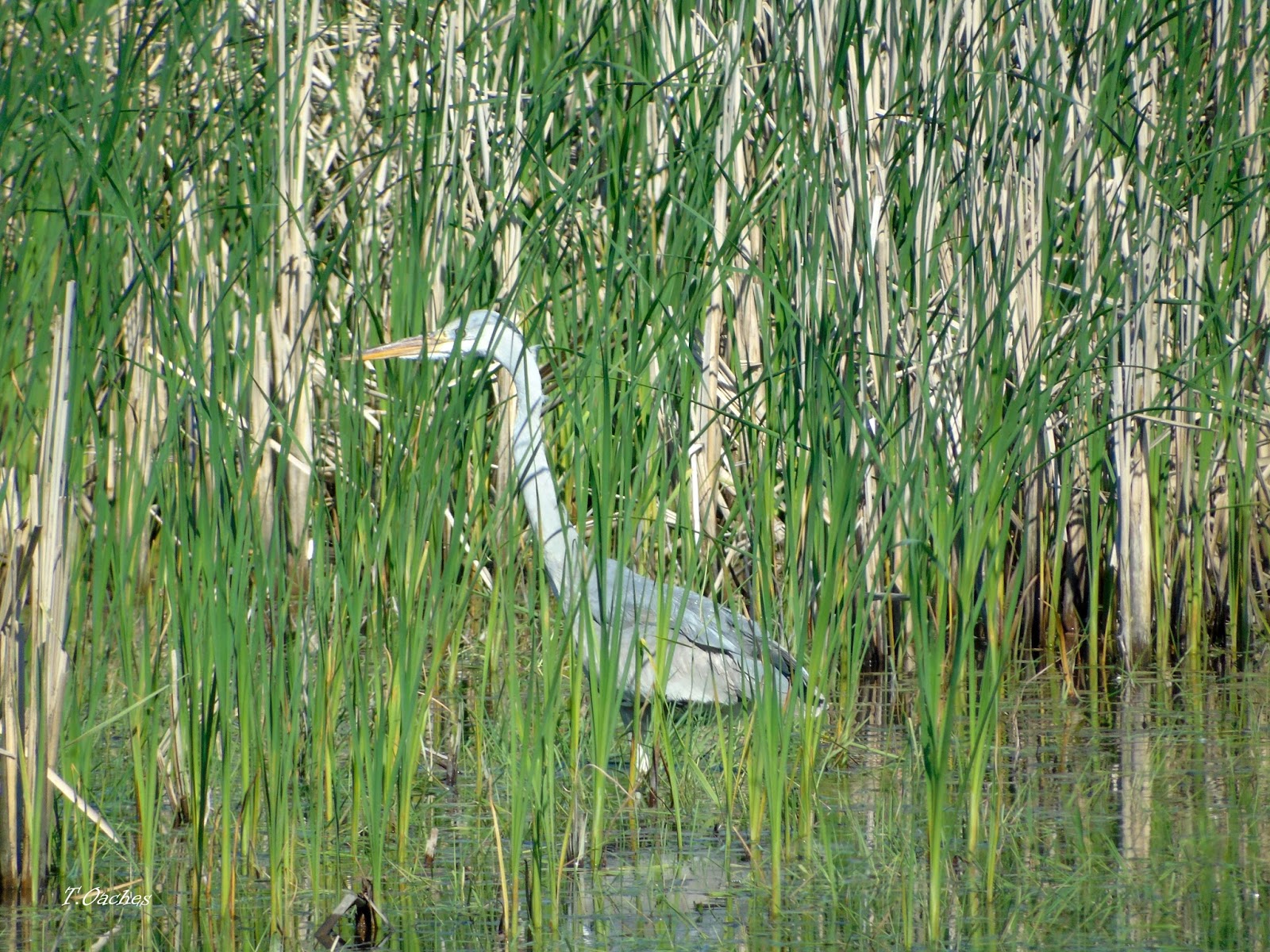 PASARI DIN ROMANIA: STARCUL CENUSIU, Ardea cinerea