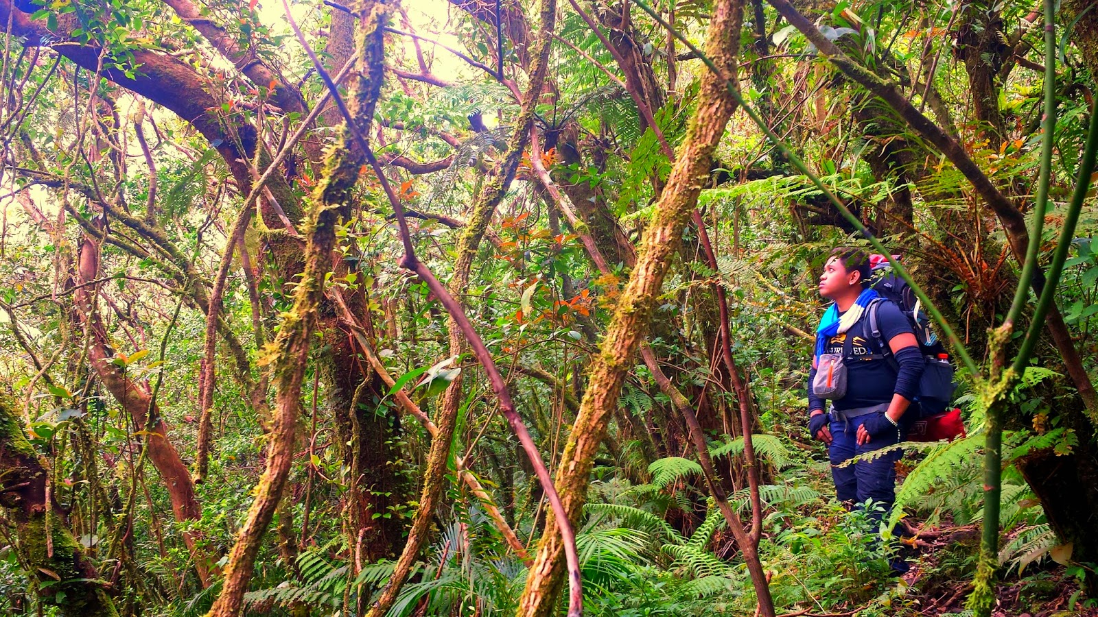 SI AYANG ANG ESKAPO : Mt.Cristobal Traverse Tala-Kinabuhayan Trail- The ...