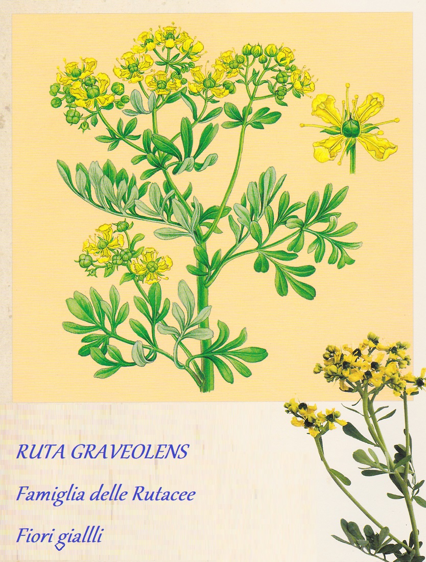 CURARSI CON LA RUTA, per stimolare il flusso mestruale (Ruta graveolens ...