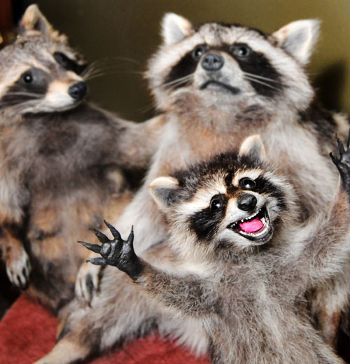 I Have Seen The Whole Of The Internet: Jazz Hands Raccoon