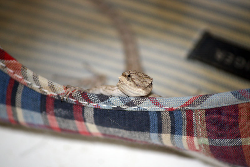 Waterrose Handcrafted Obsessions: Lizard in Tennis Shoes