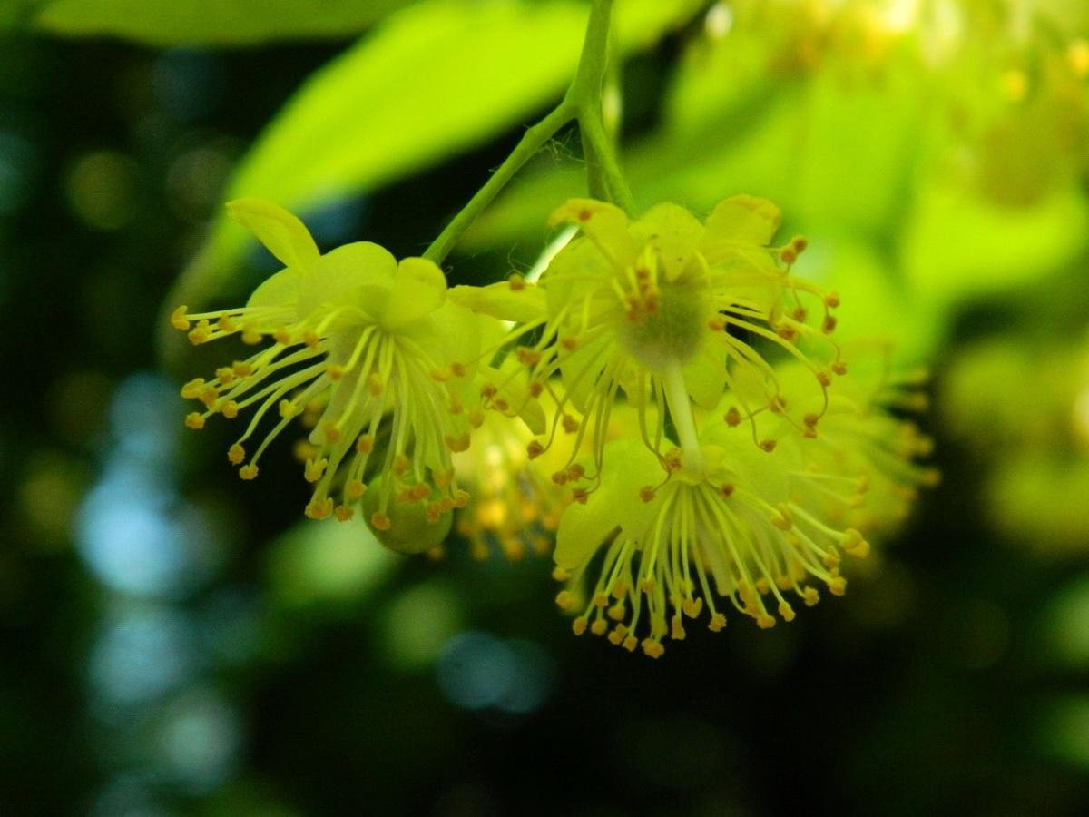 LA MULTI ANI, ROMANIA!: Flori de tei