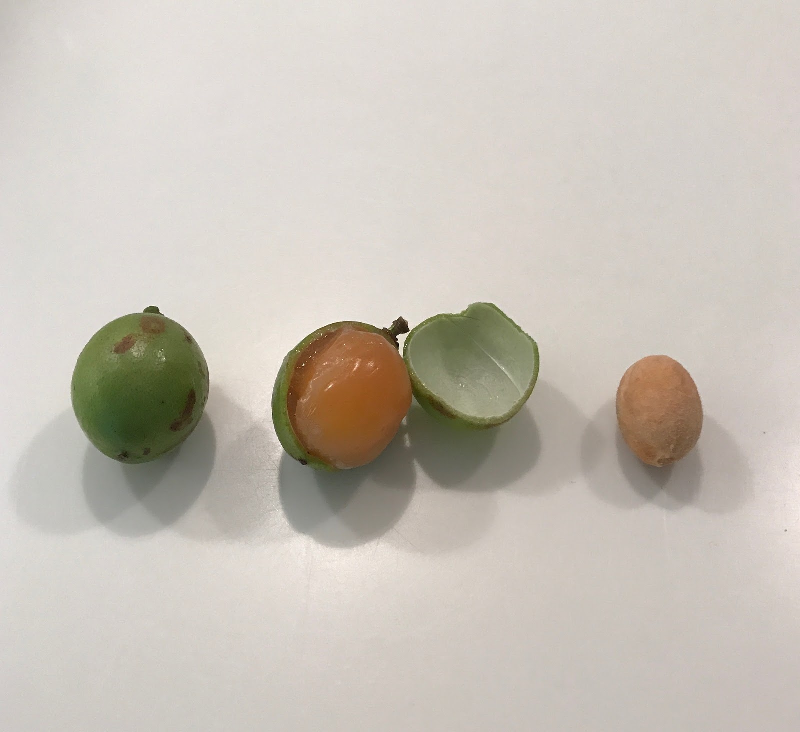 Curious Adventurer: They Have Them Here!