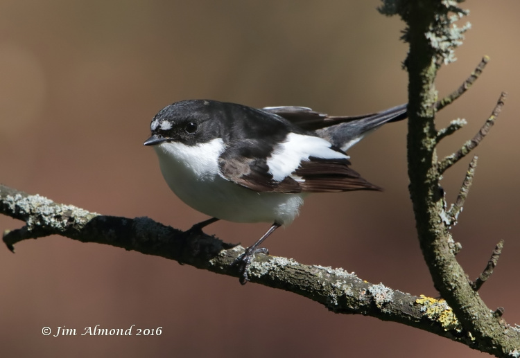 Shropshire Birder: Bridges - Pied Flycatchers