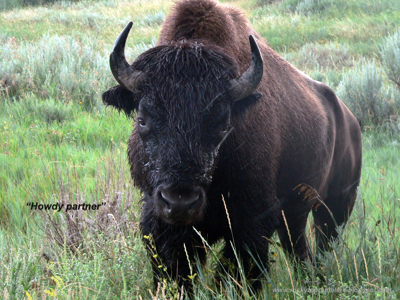 Rocky Top Ramblers: Theodore Roosevelt National Park-North Unit