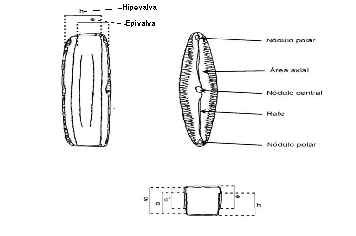 ALGAS: Bacillaiophyta