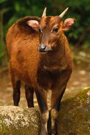 Flora dan Fauna Identitas Sulawesi Tenggara - THE COLOUR OF INDONESIA