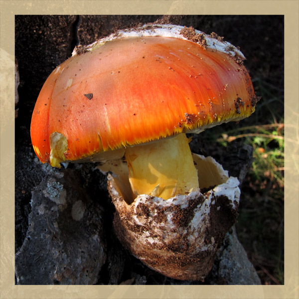 ACOUCOULA: Amanite des Césars, Oronge (Amanita Caesarea)