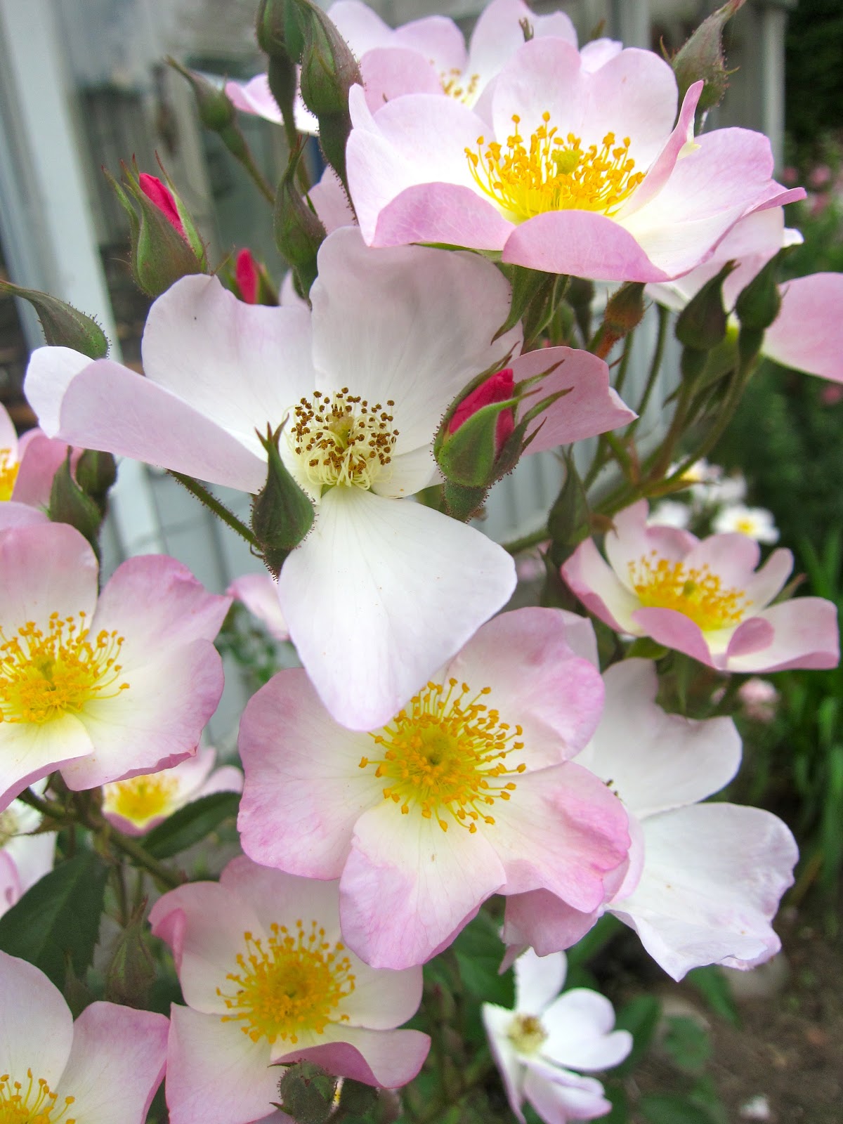 I never promised you a rose garden - Mina rosor : Lyda Rose