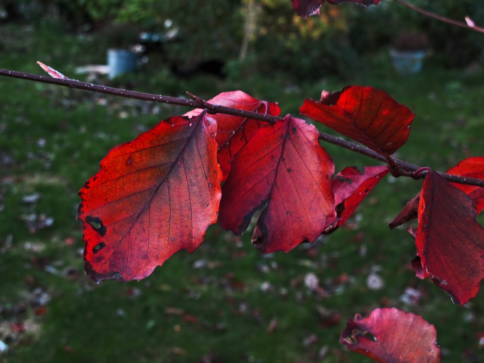 On The Far Side Of The Sea: Garden fall, the last rose of Norway