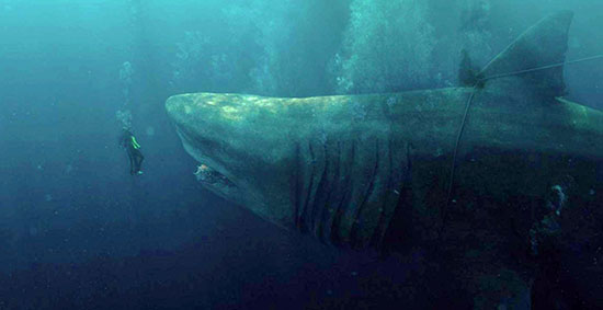 cápsulas de cine: Megalodón (The Meg)