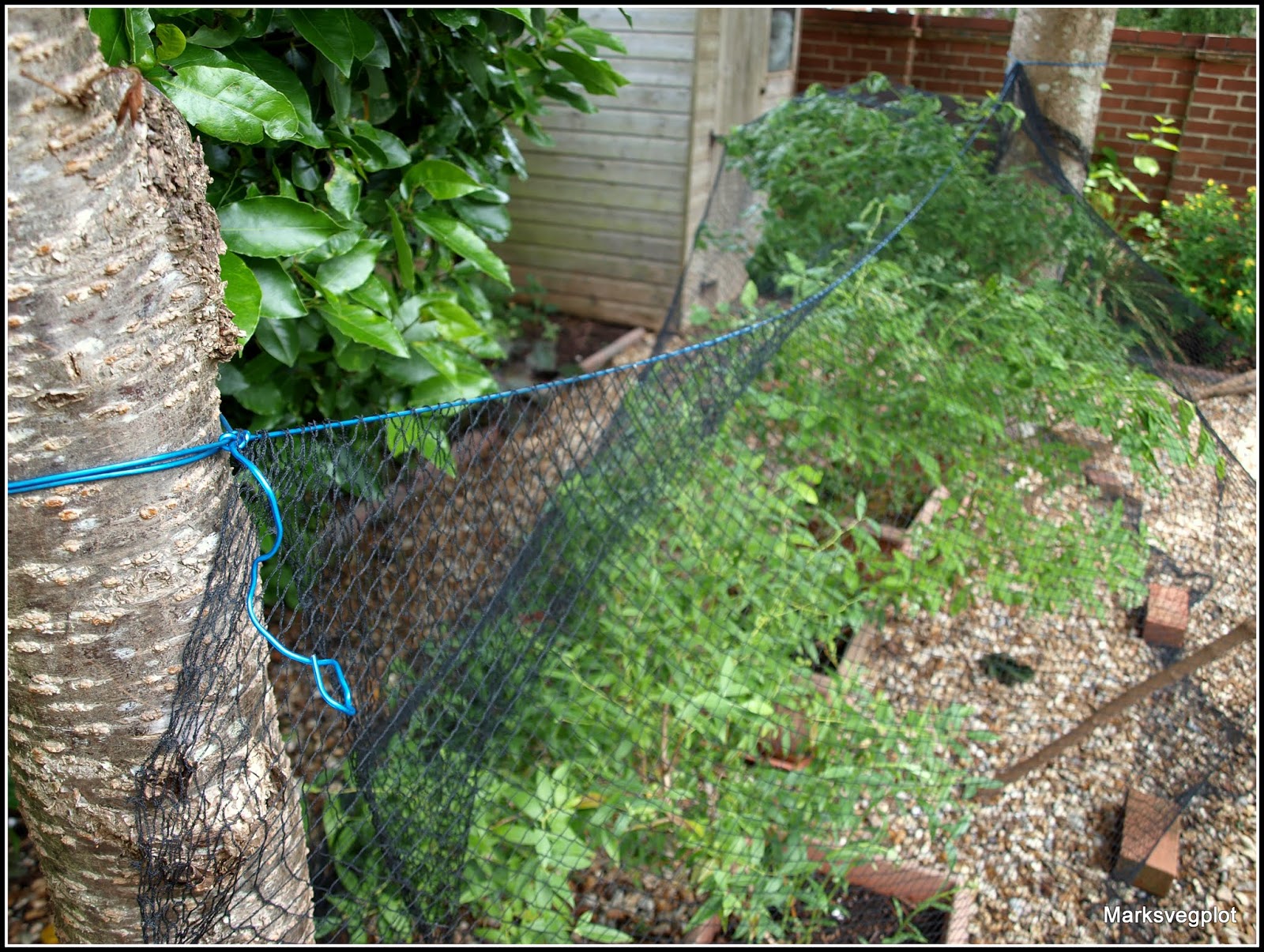 Mark's Veg Plot: Netting the Blueberries