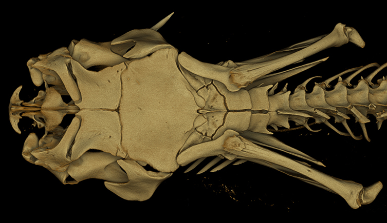 mi diario blog profesional medioambiental: Snake from Ethiopia ...