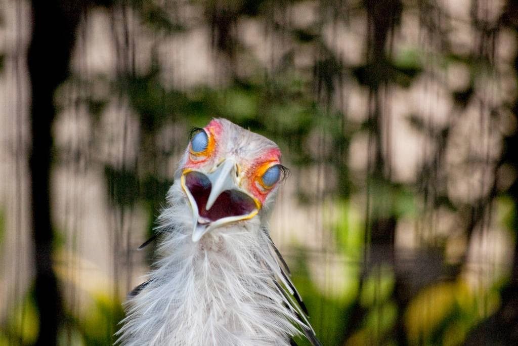 The Nictitating Membrane: The Third Eyelid | The Ark In Space