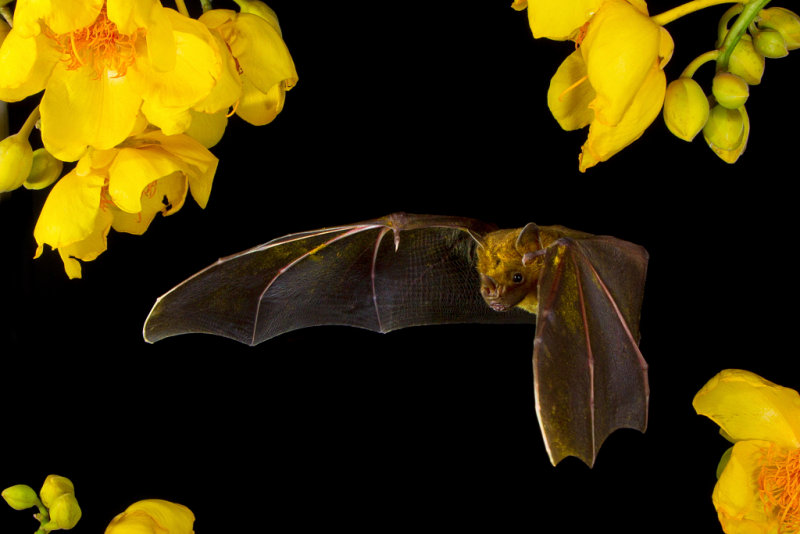 Birds, Bats, and Bugs