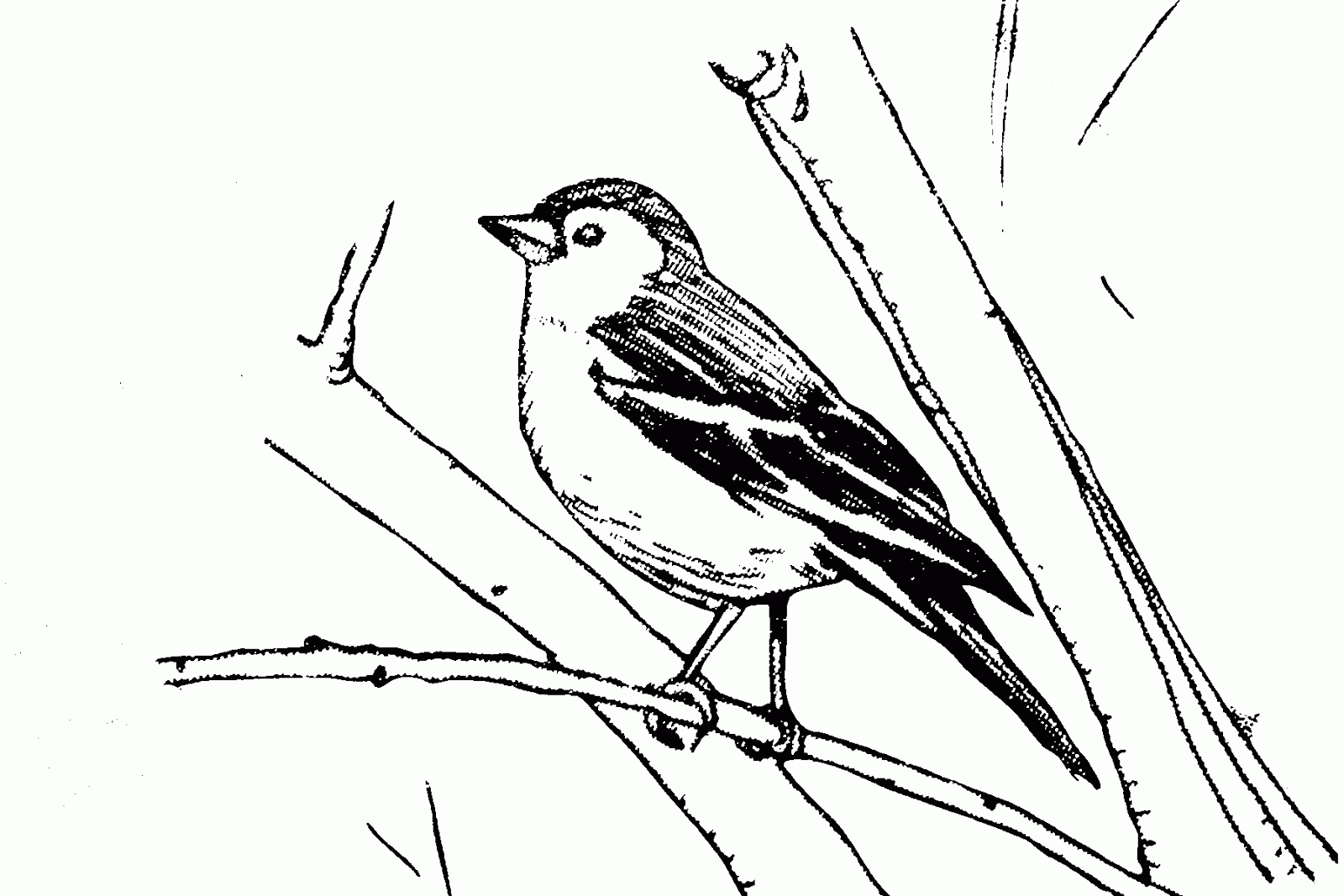 CLASA NOASTRĂ: Pasarile migratoare