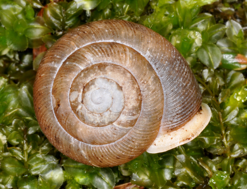 Land Snails and Slugs of Pennsylvania and New York: 2011