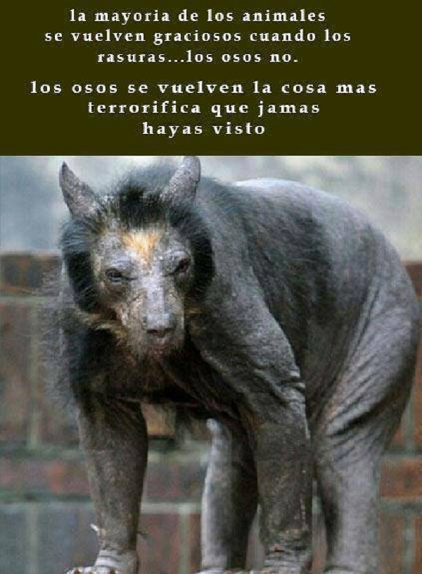 Chiste Gráfico: Osos feos