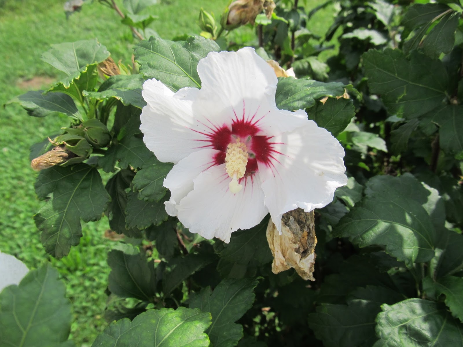 Cittaslow Botanik Park: AĞAÇ HATMİ ÇİÇEĞİ ( Hibiscus syriacus )
