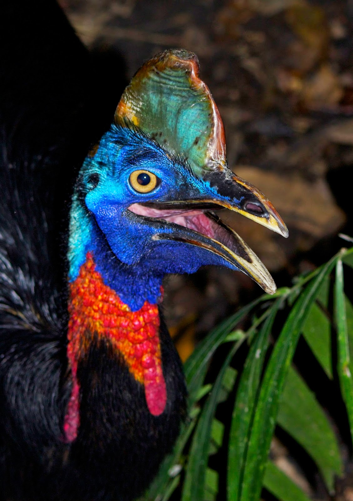 CASSOWARY photos - wallpapers (ανανεωμένο) | the fun bank