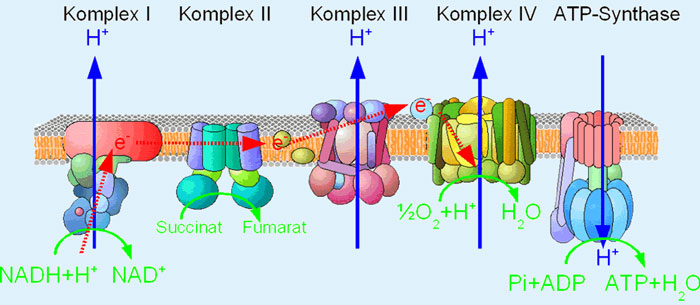 Weni`s Schreibstube: Citratzyklus und Atmungskette