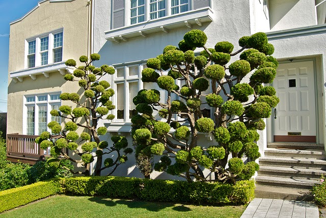 Reforestation and the Medicinal Uses of Trees -Liliana Usvat Research ...