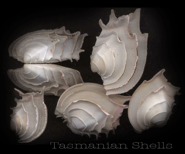 Auxiliary MUSEUM: Tasmanian Shells