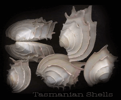 Auxiliary MUSEUM: Tasmanian Shells