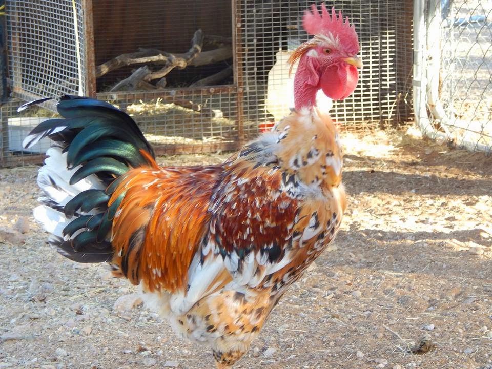 Aloha Chickens: Turken Alohas!