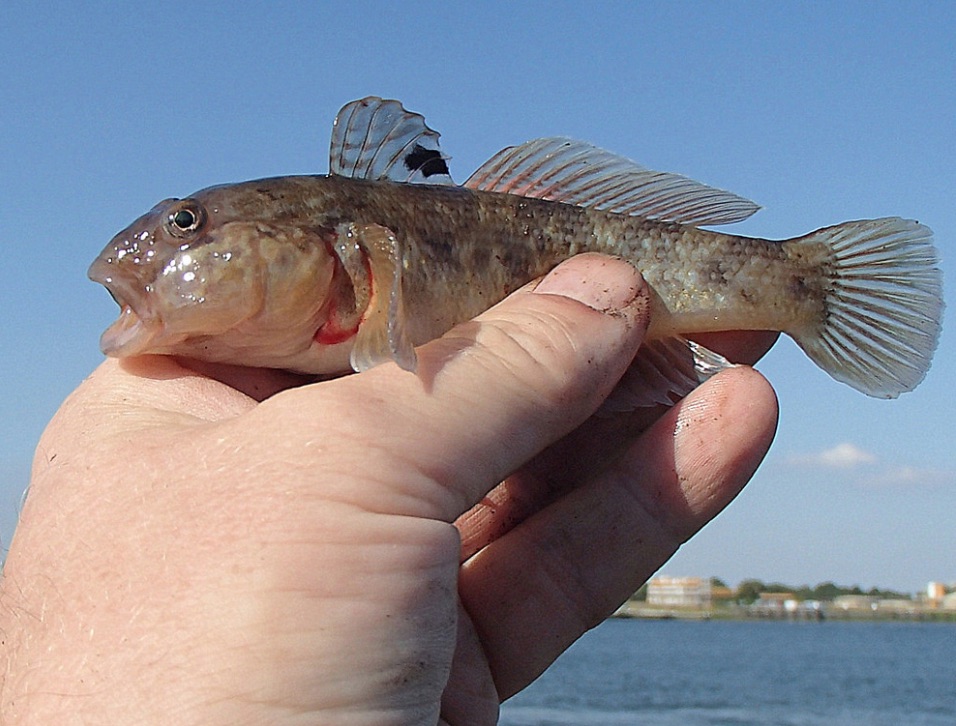 PA Environment Digest Blog: Invasive Round Gobies May Be Poised To ...