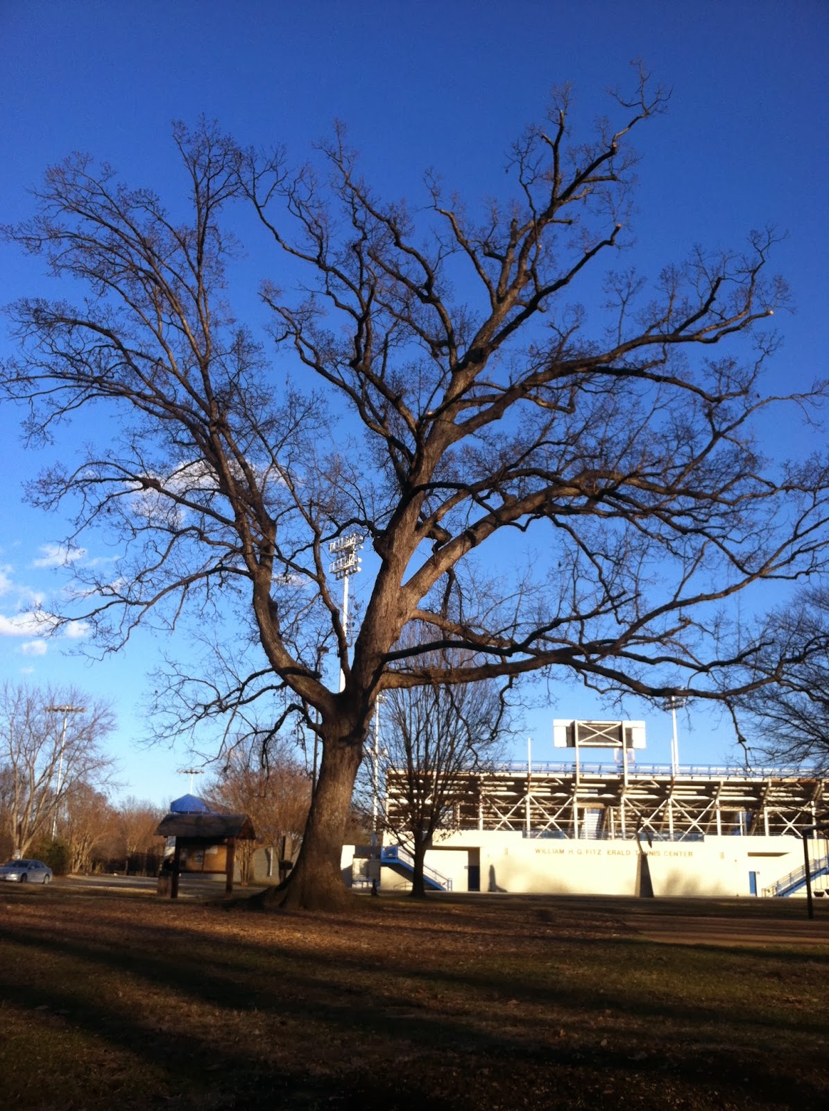Washington DC Trees: Deodar Cedar--"Wood of the gods"