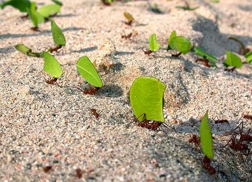 Siscoplagas: LA HORMIGA ARRIERA (PARTE I)