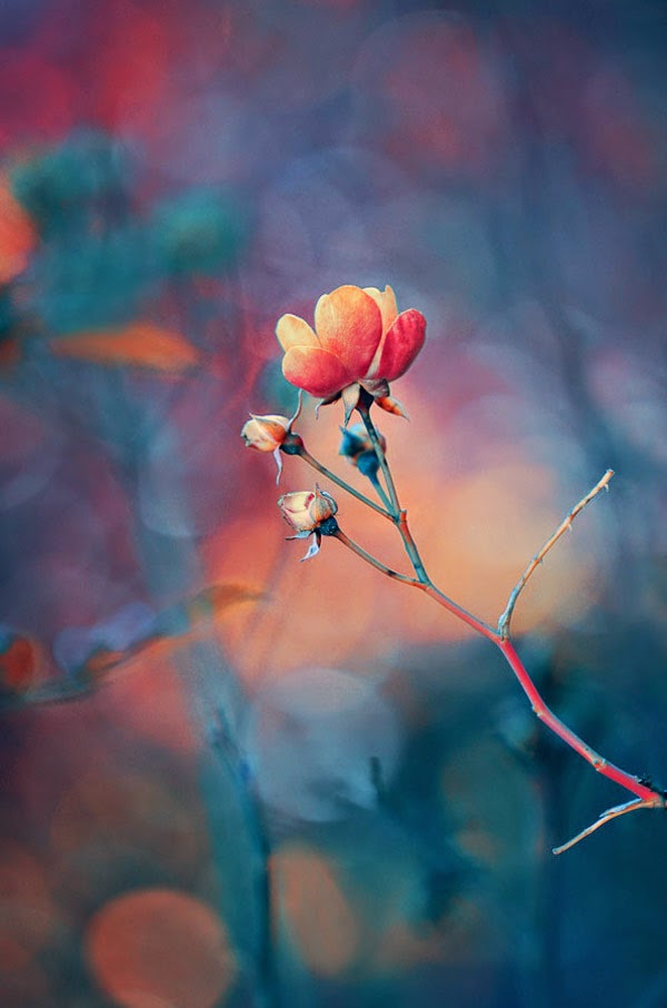 Beautiful Flower Photography for Your Inspiration