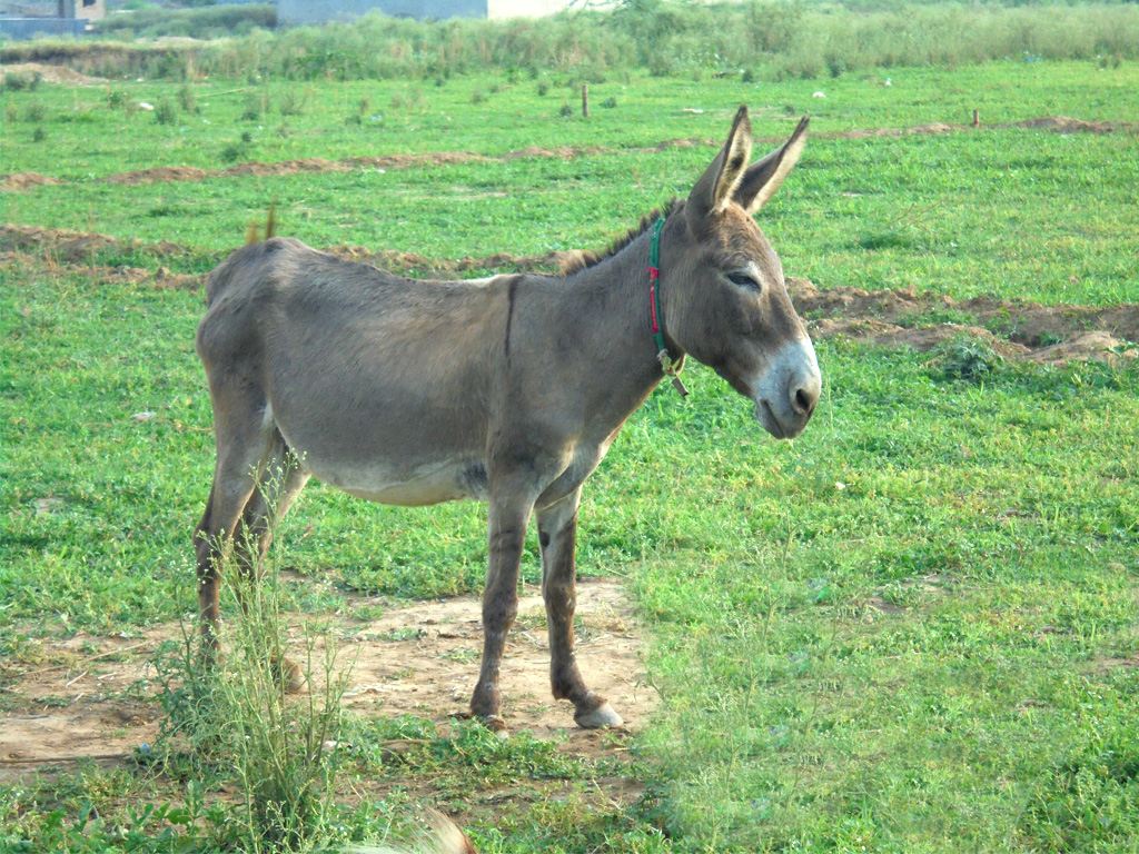 Imagehub: Donkey images HD Free Download