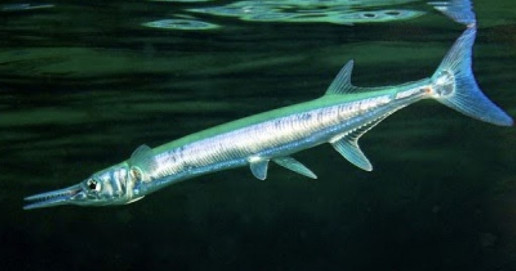 MENGENAL IKAN CUCUT ( Rhizoprionodon acutus ) ~ MEDIA PENYULUHAN ...