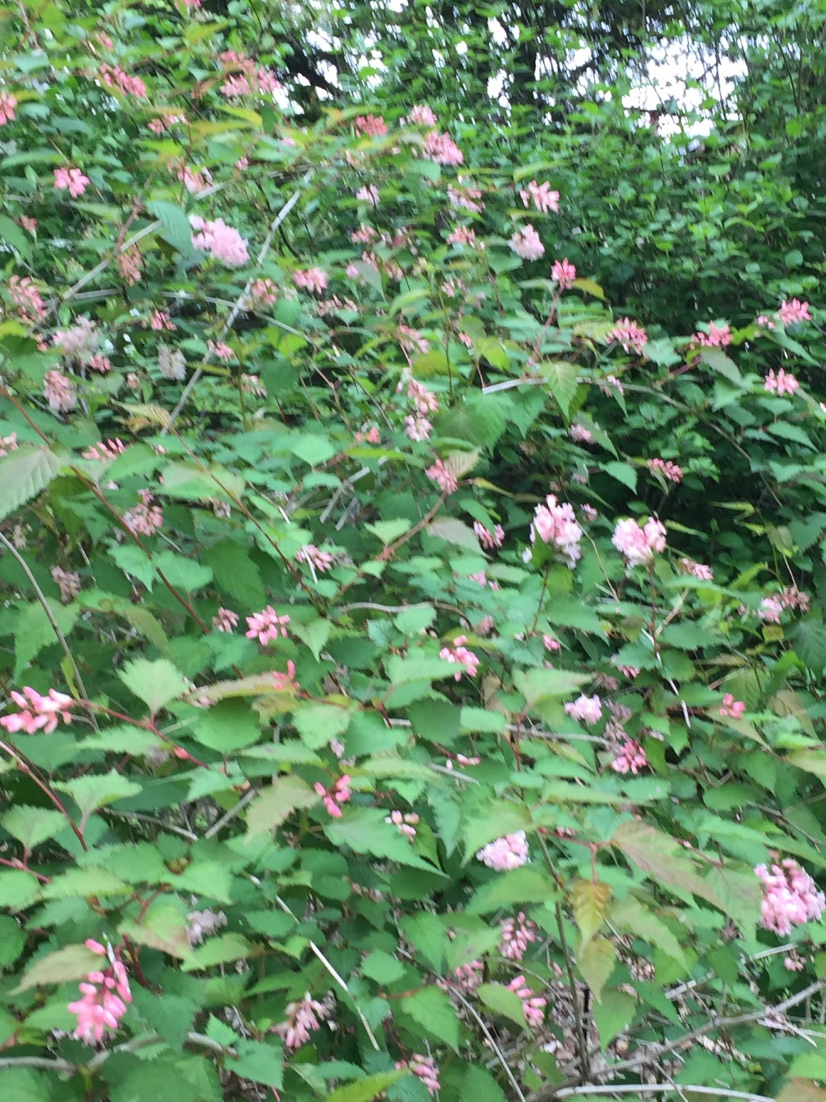 The Phytophactor: Friday Fabulous Flower - Chinese Neillia