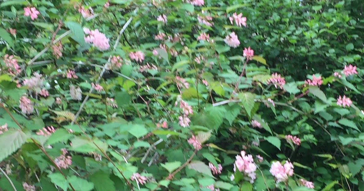 The Phytophactor: Friday Fabulous Flower - Chinese Neillia