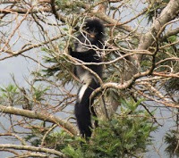 RESORT SEMUNCAR: Surili Jawa (Presbytis fredericae) An Interesting ...