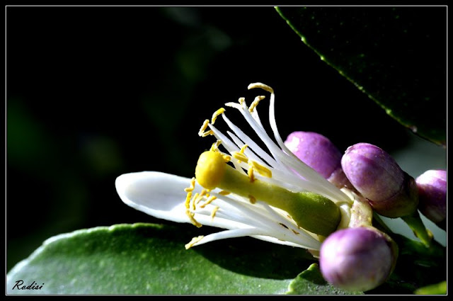 . R O D I S I .: 2012