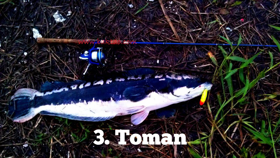 Top 10 Common Fishes to Catch and Eat