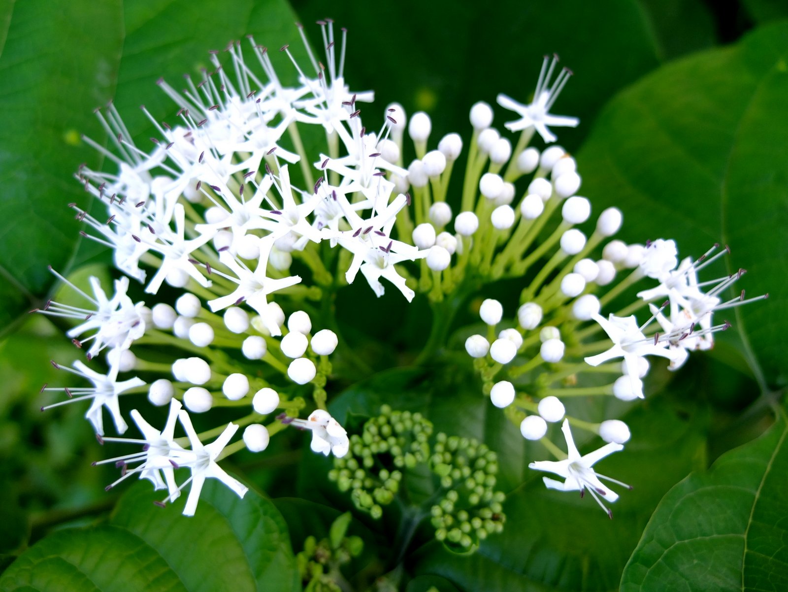 อังกฤษ อัจฉริยโสภณ Angkrit Ajchariyasophon : ดอกปิ้งขาว Clerodendrum ...
